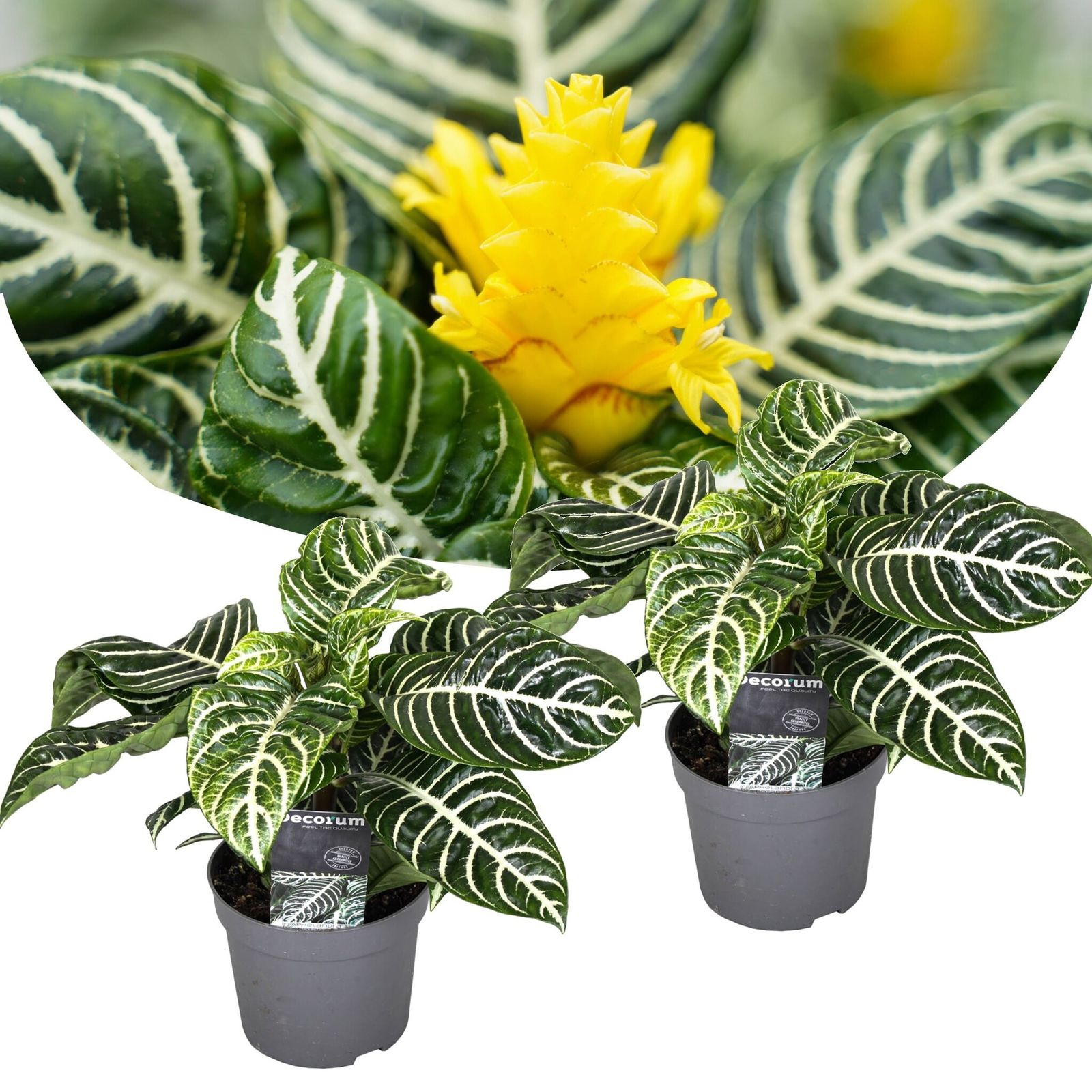 Aphelandra Botanica Lasst Blatter Hangen